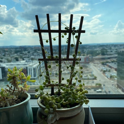 Ladder Arch Indoor Plant Trellis 3 Sizes for 2-6 Pots Mini & Small Wood ...