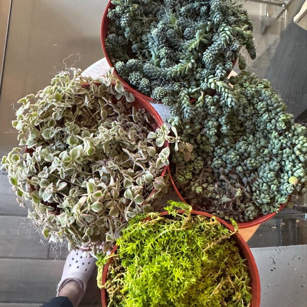 Sedum Dasyphyllum Major Blue Tears Sedum Live Succulent Plants 2" 4” 6 ...