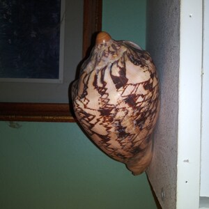 Seashell Spondylus Echinatus Zonalis Spondylidae Thorny Oyster Shell - Etsy