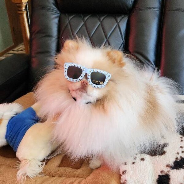 Hello Henri Large Mauve Studded Shades - Etsy