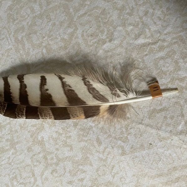 Forged Iron Feather Display. Celtic Spiral. Handmade, One of a Kind - Etsy