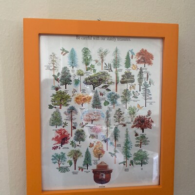 Smokey Bear Tree ID Poster - Etsy