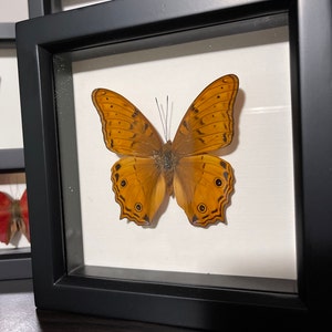 Butterfly Display Case Real Insect Taxidermy Art Baeotus - Etsy