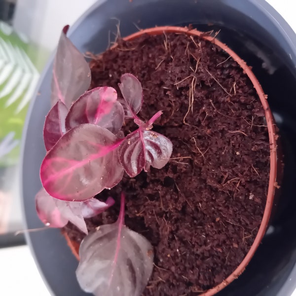 IRESINE HERBSTII BLOODLEAF | Intense Deep Purple Plant 6cm Pot ...