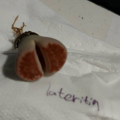 Plant 1 Dinteranthus.vanzylii L.lesliei Dinterops stonesthrow - Etsy