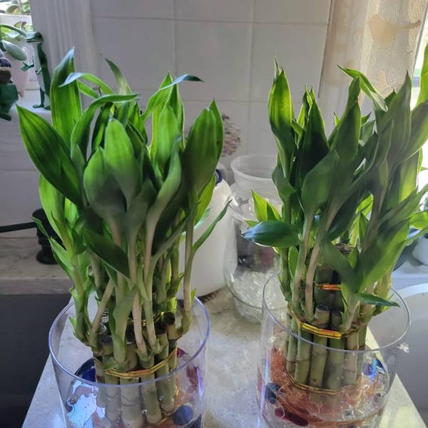 Peperomia Piper Parmatum Live Plant | Peperomia Plant Starters | Pet ...
