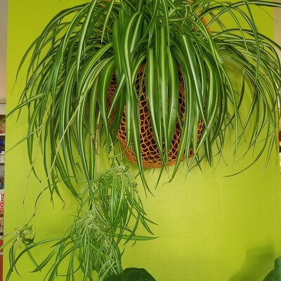 Gated Two Tone Face Mask Halloween Face Mask Made in USA - Etsy