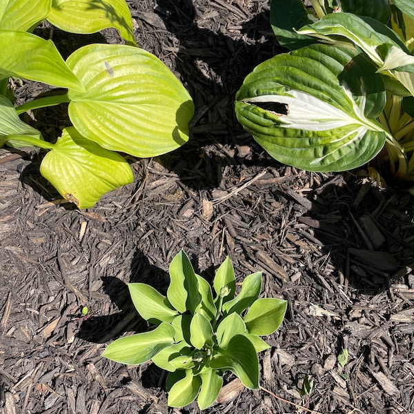 Garden State Bulb Blue Green Hosta Mix Bare Roots, Shade Perennial - Etsy
