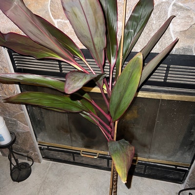 Longevity Spinach Gynura Procumbens Live Cuttings Rooted & - Etsy