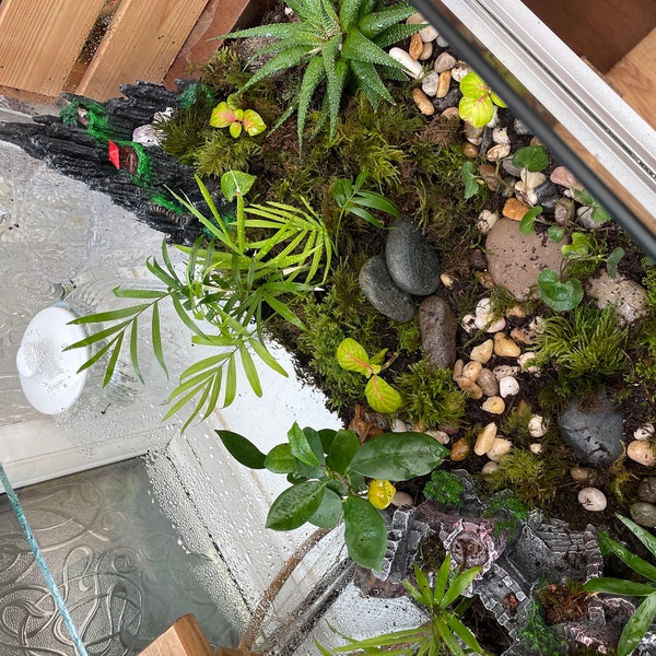 USB Plant Mister • Rechargeable Mini Terrarium Mister • Live Moss Fine ...