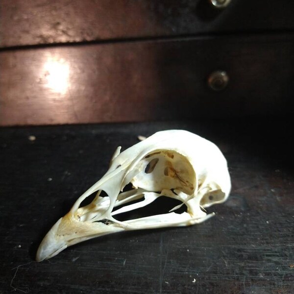 Pheasant Skull, Real Bone, Natural Material - Etsy