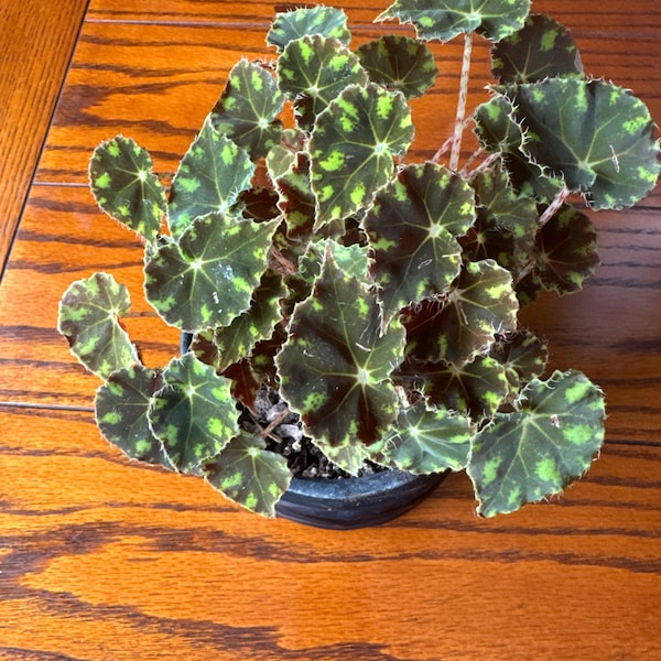 Donkey Tail | Trailing Sedum | 2in Pot | 4in Pot - Etsy