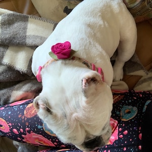 Rifle Paper Co Print Dog Collars 9 Cute Floral Trendy Patterns No ...