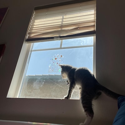 Cat Suncatcher Decal Suncatcher Sticker Rainbow Sticker Window Film ...