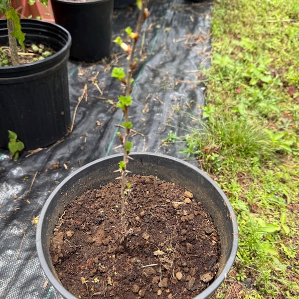 5 Pecan Tree 12-24in Tall Carya Illinoinensis Hardy Pecan Bare Root - Etsy