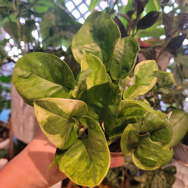 Pothos Lizard Queen - New Pothos Sport - Variegated Epipremnum - Live ...