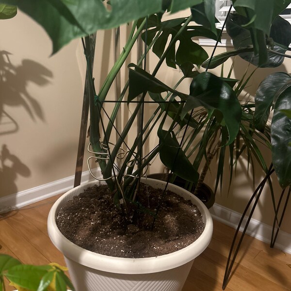 Monstera Shaped Plant Support - Gold Coloured - Etsy