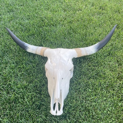 Longhorn Cow Skull Euro Mount Taxidermy Rustic Western Decor 634 - Etsy