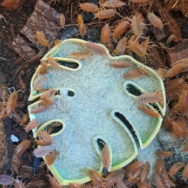 Iso-stirfry, Isopod Food, Isopod Treat, Premium Bug Food, Insect Food ...