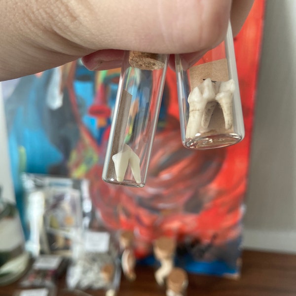 Mystery Tooth Specimen in Glass Vial, Real Teeth, Natural History ...