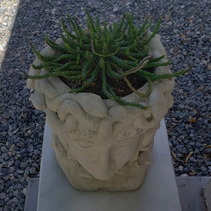 Cleistocactus Tarantula Cactus Cleistocactus Winteri Golden - Etsy