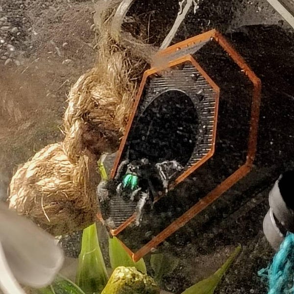 Pink and White Coffin Mini Jumping Spider Enclosure - Etsy
