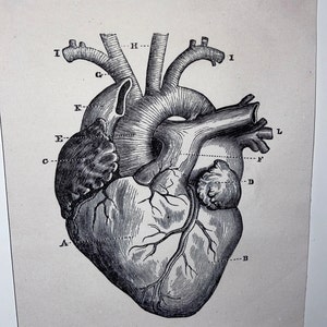 Human Anatomy Artworks Medical Wall Pictures Muscle Skeleton Vintage ...