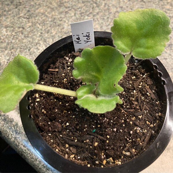 Kei Yoki African Violet Starter Plant (ALL PLANTS Require You to ...