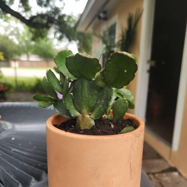 A Midgelyee Seedless Grape Live Plant in a 4” Pot /fruit Live Tree ...