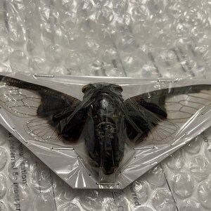 Blue Emperor Swallowtail Butterfly Papilio Ulysses Ulysses - Etsy
