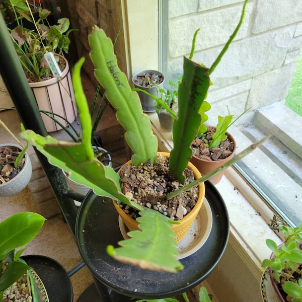 German Empress Epiphyllum -1 Cutting - (disocactus Phyllanthoides) - (6 ...