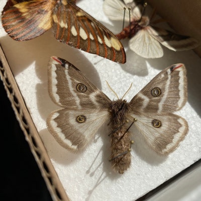 Agapema Anona Saturn Moth Saturniidae Arizona - Etsy