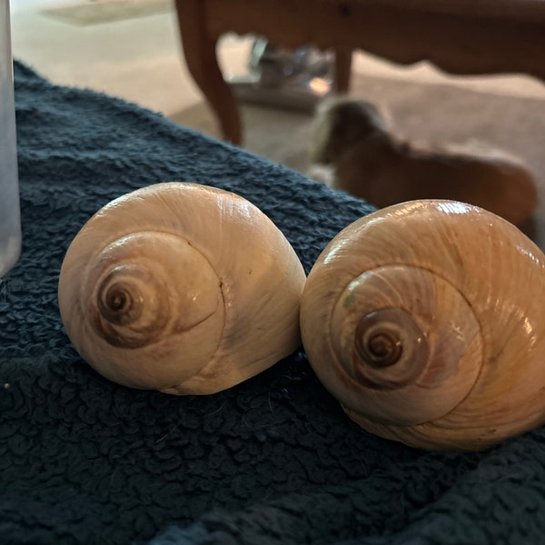 3 SPOTTED DARK PEACH Large Northern Moon Snail Shells, Colorful ...