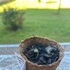 Jumbo Black Mulberry Sapling, Grafted Ready to Plant, With Tuberous ...