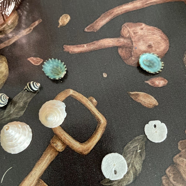 5 to 1000 Limpet Shells Seashells Aqua Blue Teal Green Limpet Small 1/2 ...