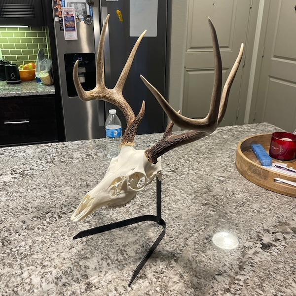 European Skull Mount Tabletop Display Bracket - Etsy