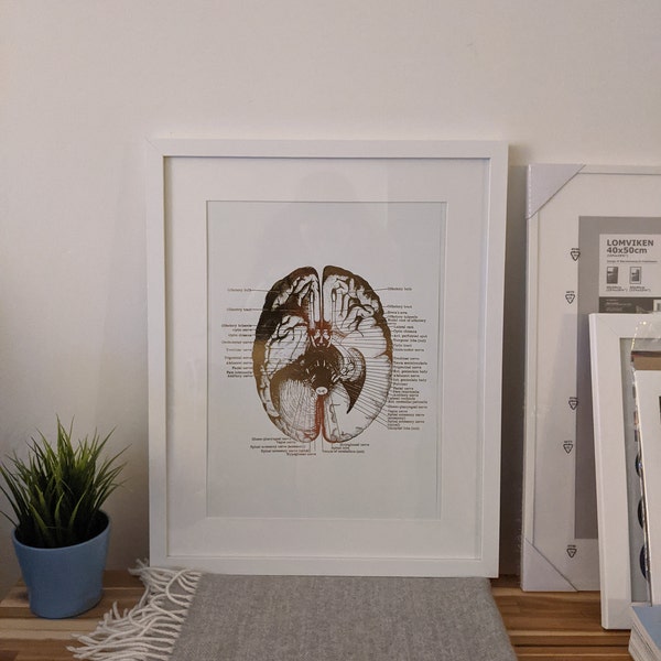 Human Brain Anatomy Medical Student Gift Foil Print - Doctors Office ...