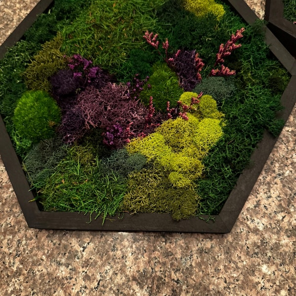 DIY Moss Art Kit – Easy Preserved Moss Frame Craft | Make Your Own ...