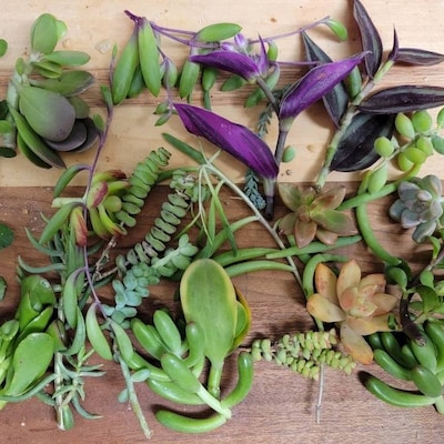 Trailing Vine Cascading Plant Spillers & Fillers Low Maintenance ...