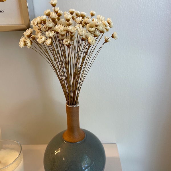 Preserved Lycopodium Bunchdried Princess Pine Grassdried Flowers ...