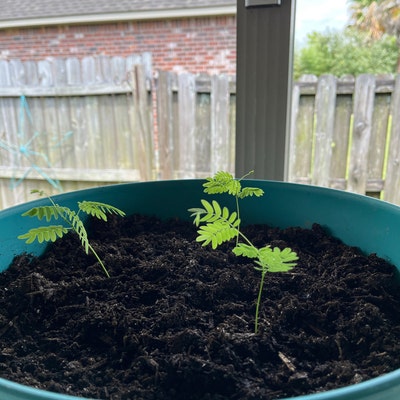 Treesagain Potted Blue Jacaranda Tree Jacaranda Mimosifolia - Etsy