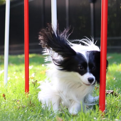 Dog Cool Coat and Collar, Chiller Cool Coat, Custom Dog Cooling Coat ...