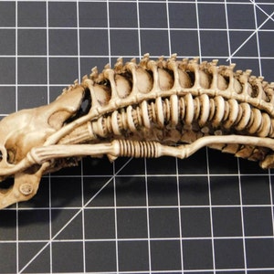 Xenomorph Alien Skull 1/6 Scale - Etsy