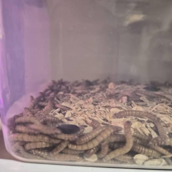 Complete Mealworm Colony Kit - Etsy