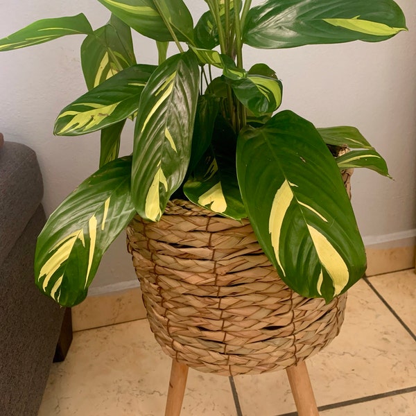 Boho Vintage Cat Tail Woven Plant Stand - Etsy