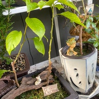Bonsai Chinese Pepper Tree Zanthoxylum Beecheyanum - Etsy Canada