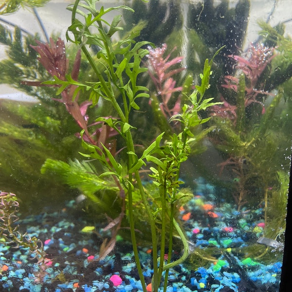 BUY 2 GET 1 FREE Water Sprite (water Fern, Indian Fern)-easy Live ...