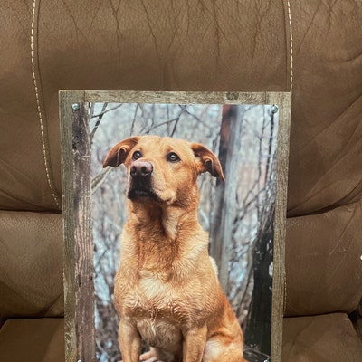 Vintage American Woodsman Magazine Cover Metal Sign Reproduction - Etsy