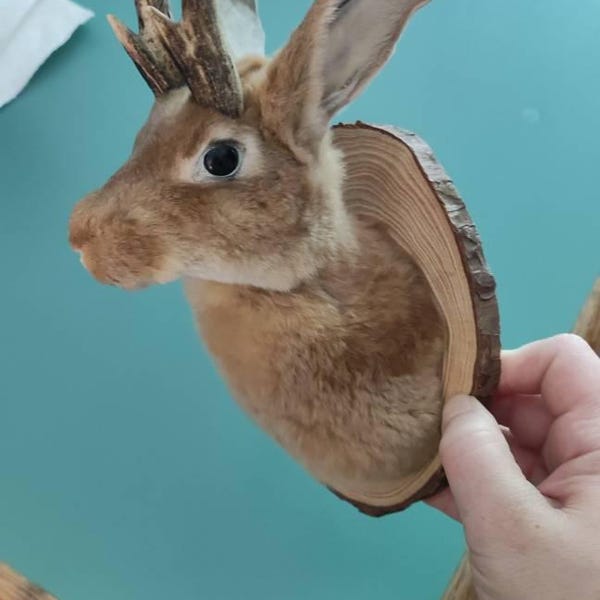 Freeze Dried Yak Feet (for One) - Taxidermy Yak, Deer Antlers ...