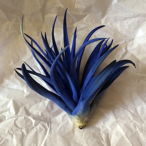 Pearl Turbo Setosus Shell 1 3/4 2 1/4 Opening 1 - Etsy